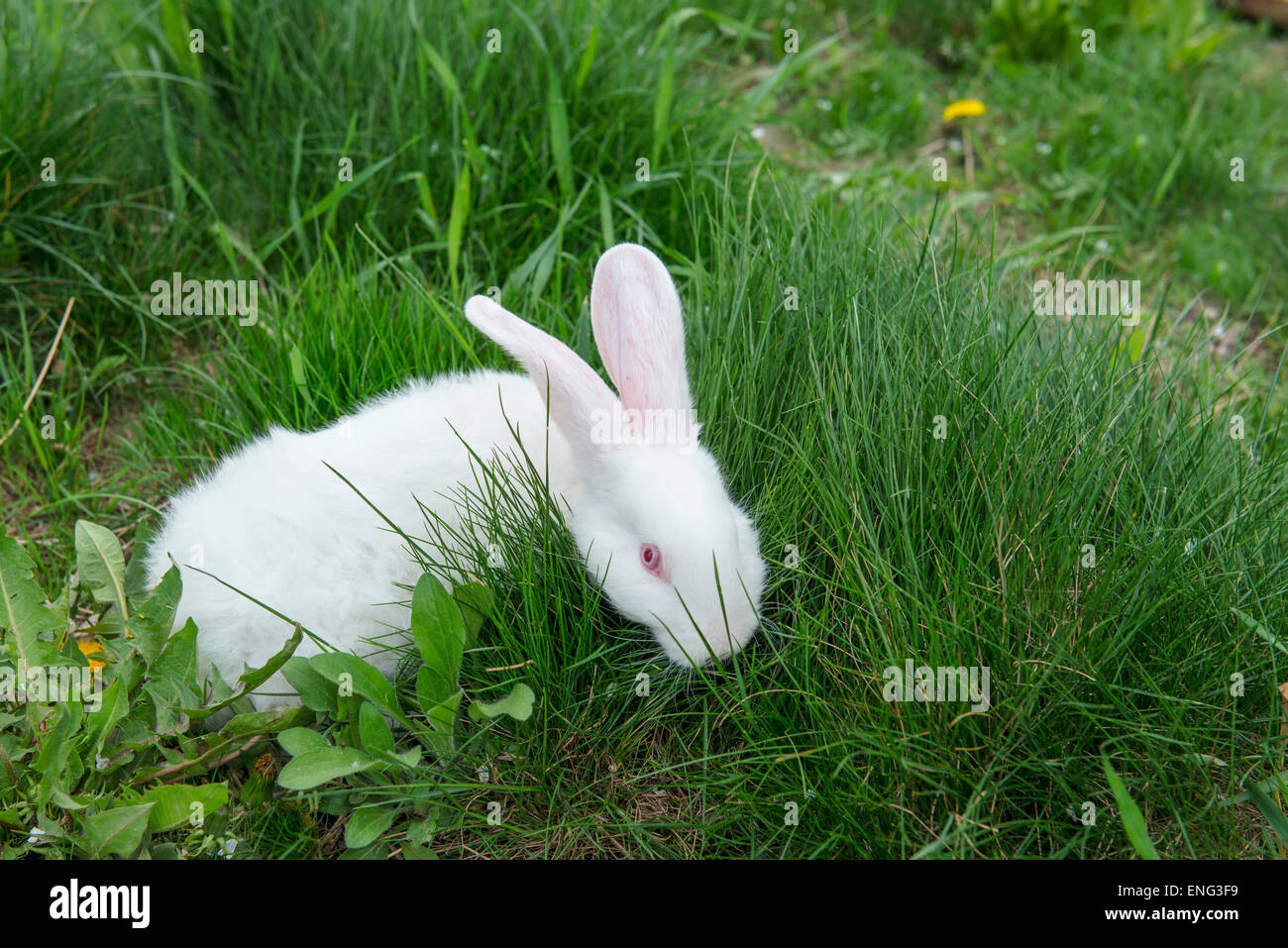 White rabbit hides in green grass, outdoors Stock Photo - Alamy