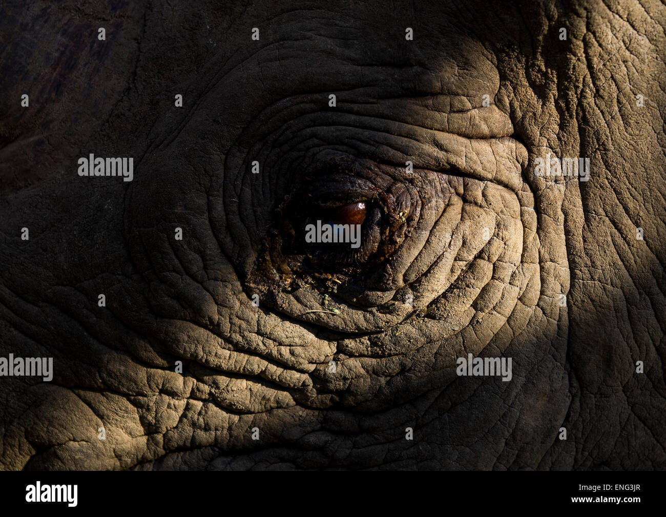 Black Rhino Eye Close Up, Laikipia County, Ol Pejeta, Kenya Stock Photo ...