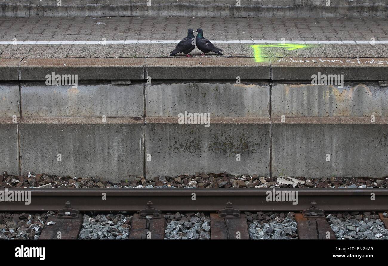 Union station pigeons hi-res stock photography and images - Alamy