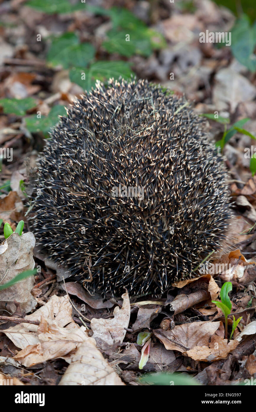 Rolled up and hiding hedgehog in the woods Stock Photo - Alamy
