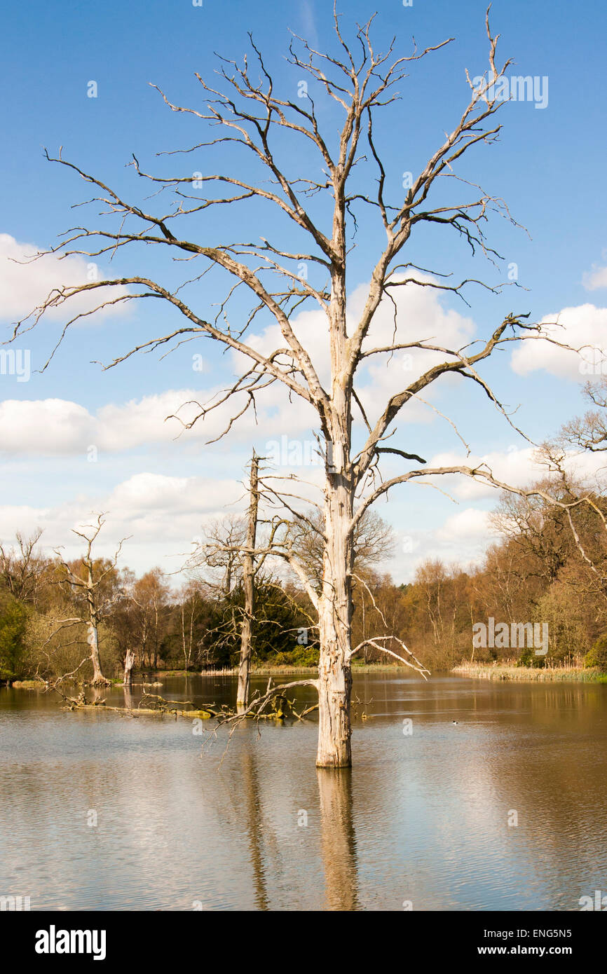Dead Trees Dead trees in flooded dam lake Stock Photo - Alamy