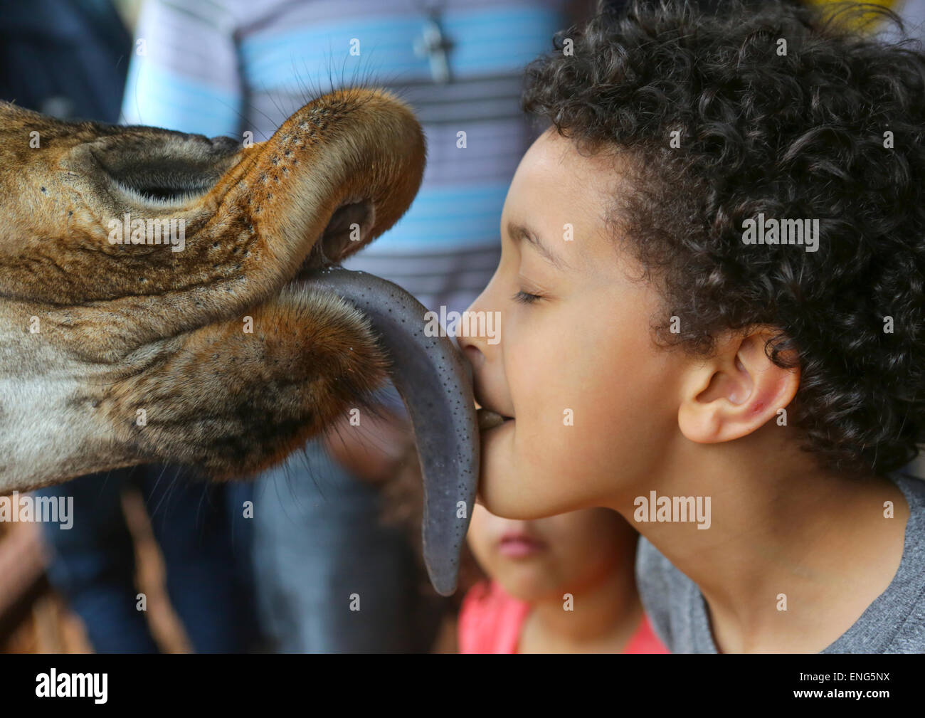 Giraffe (Giraffa Camelopardalis Rothschildi) At Giraffe Center Licking ...