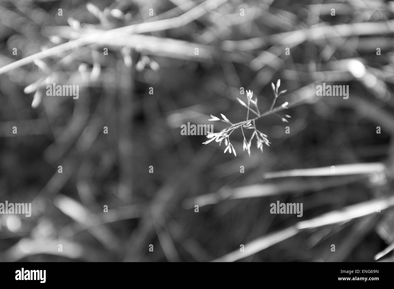 a shallow depth of field shoot of grasses Stock Photo - Alamy