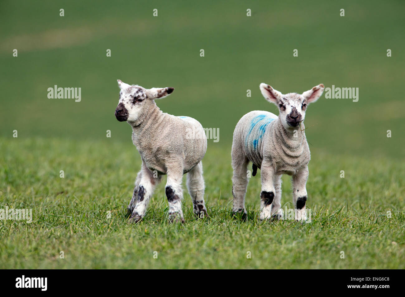 2 spring Lambs on the Lincolnshire wolds. UK Stock Photo - Alamy