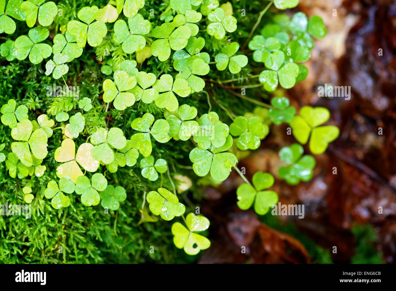Clovers close up. Valley of Aspe, Pyrenees, France Stock Photo - Alamy