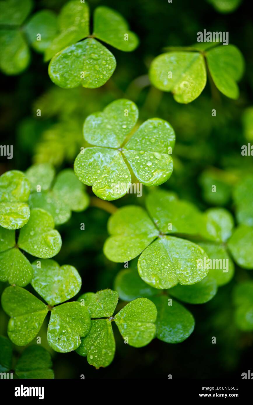 Clovers close up. Valley of Aspe, Pyrenees, France Stock Photo - Alamy