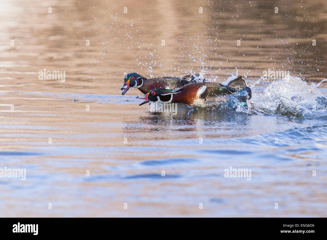 Wood duck males fight Stock Photo - Alamy