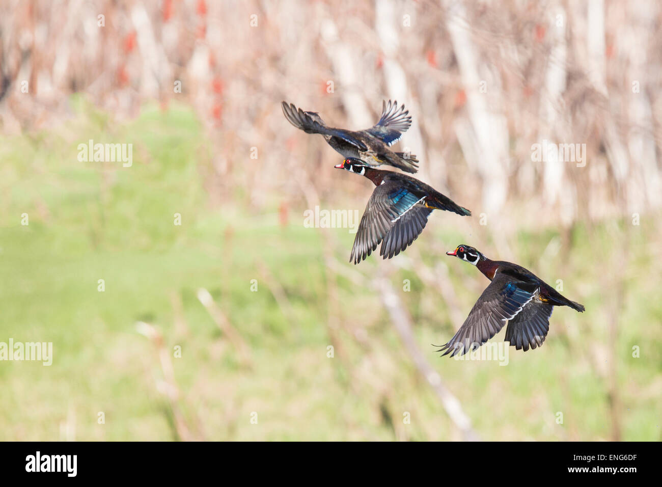 Wood ducks in flight Stock Photo - Alamy