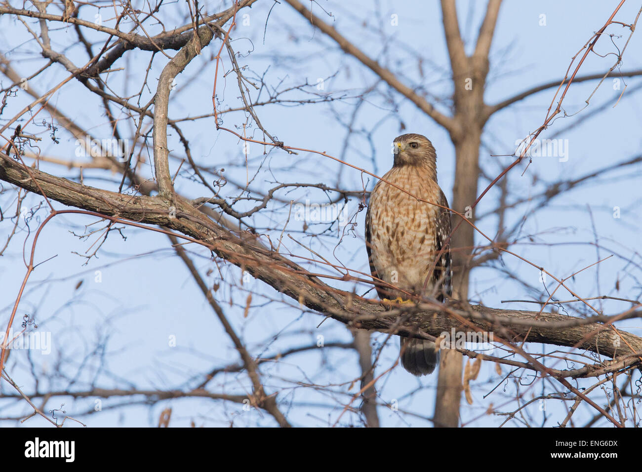 Red-shouldered Hawk in spring Stock Photo - Alamy