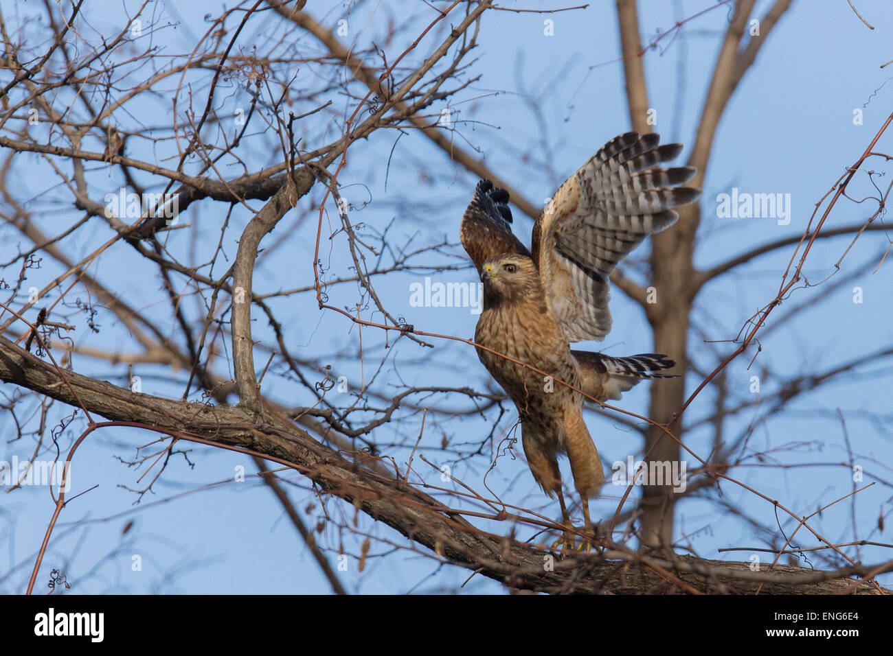 Red-shouldered Hawk in spring Stock Photo - Alamy