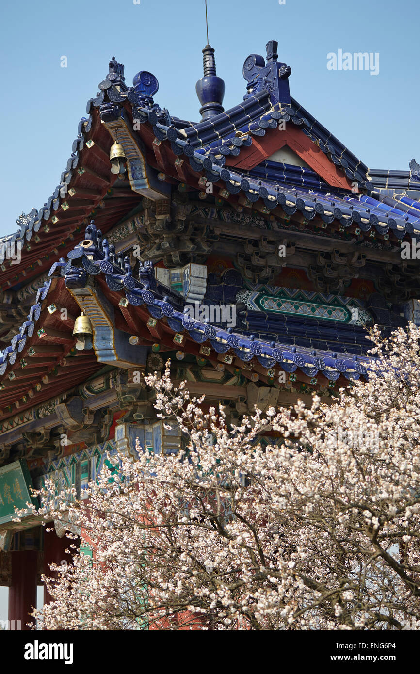 Spring plum blossoms in front of a pavilion at Mingxiaoling, the tomb ...