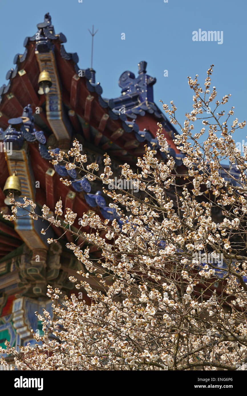 Spring plum blossoms in front of a pavilion at Mingxiaoling, the tomb ...