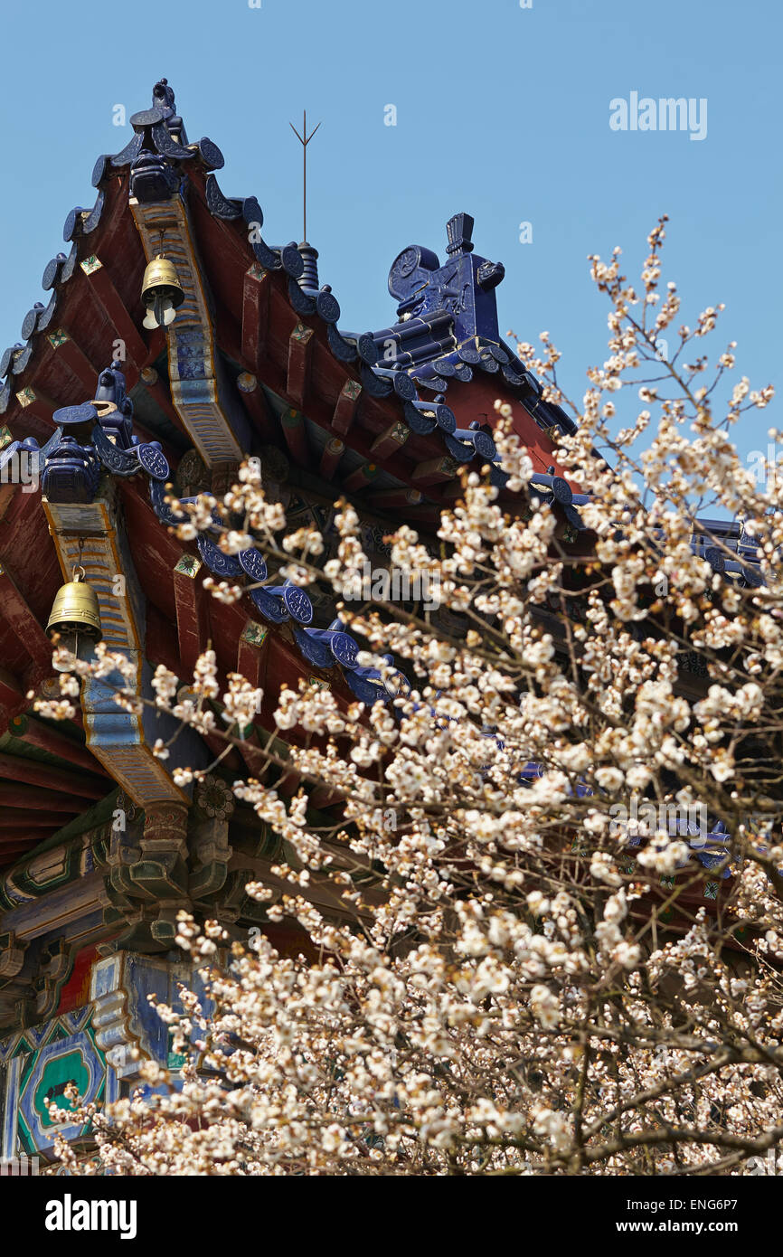 Spring plum blossoms in front of a pavilion at Mingxiaoling, the tomb ...