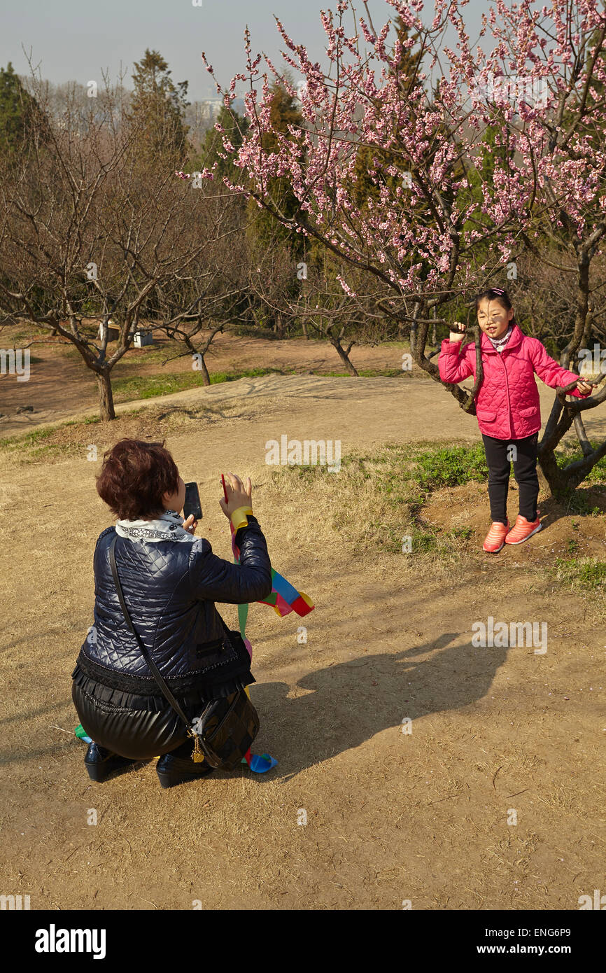 A child posing for photos in front of spring plum blossoms, at ...