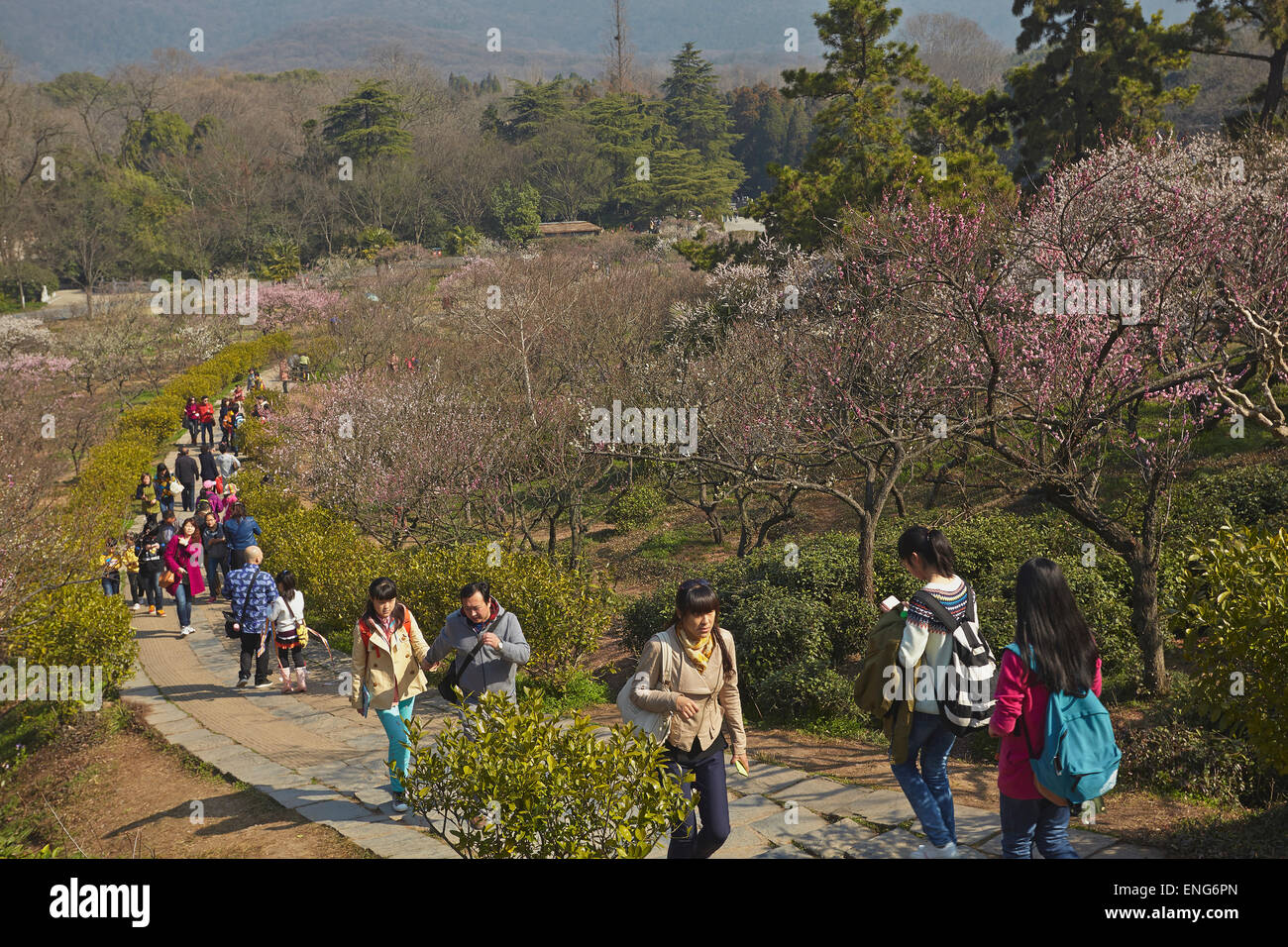 People admiring spring plum blossoms at Mingxiaoling, the tomb of the ...