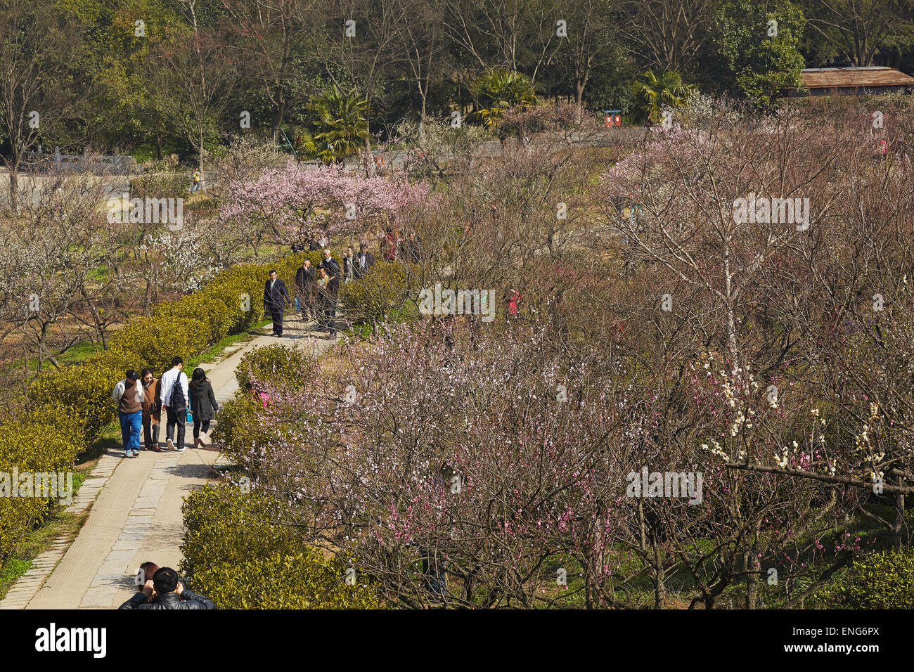 People admiring spring plum blossoms at Mingxiaoling, the tomb of the ...