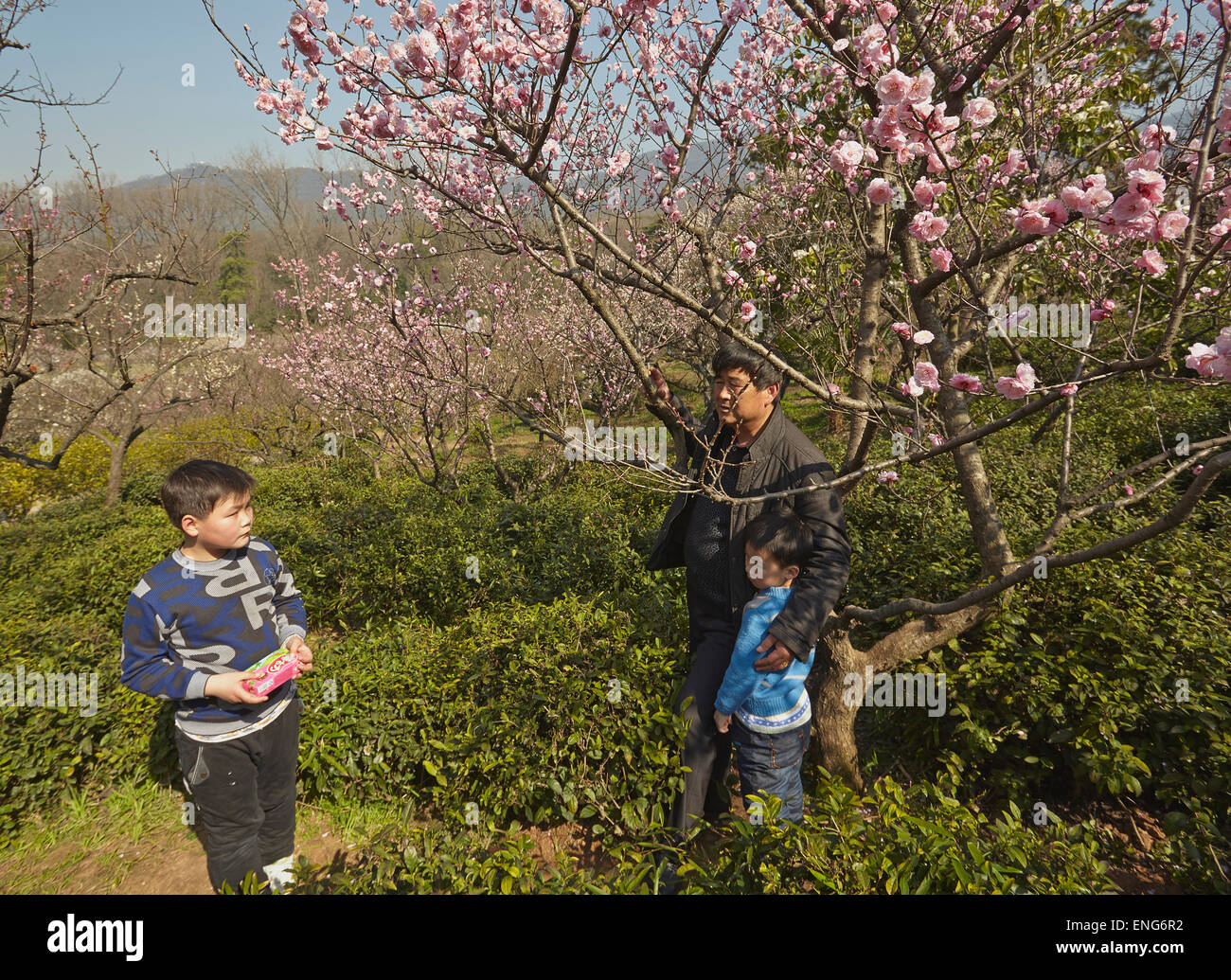 People admiring spring plum blossoms at Mingxiaoling, the tomb of the ...