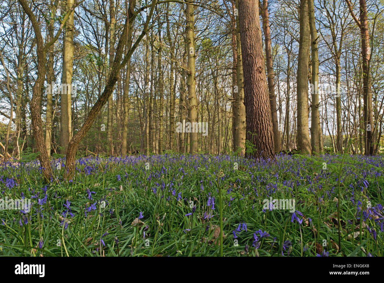 Bulbous trees hi-res stock photography and images - Alamy
