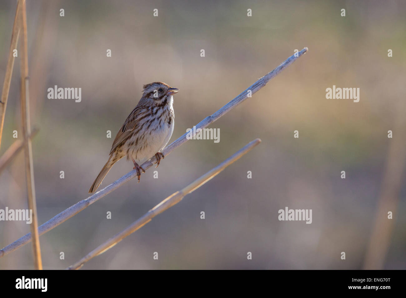 Song sparrow bird canada hi-res stock photography and images - Alamy