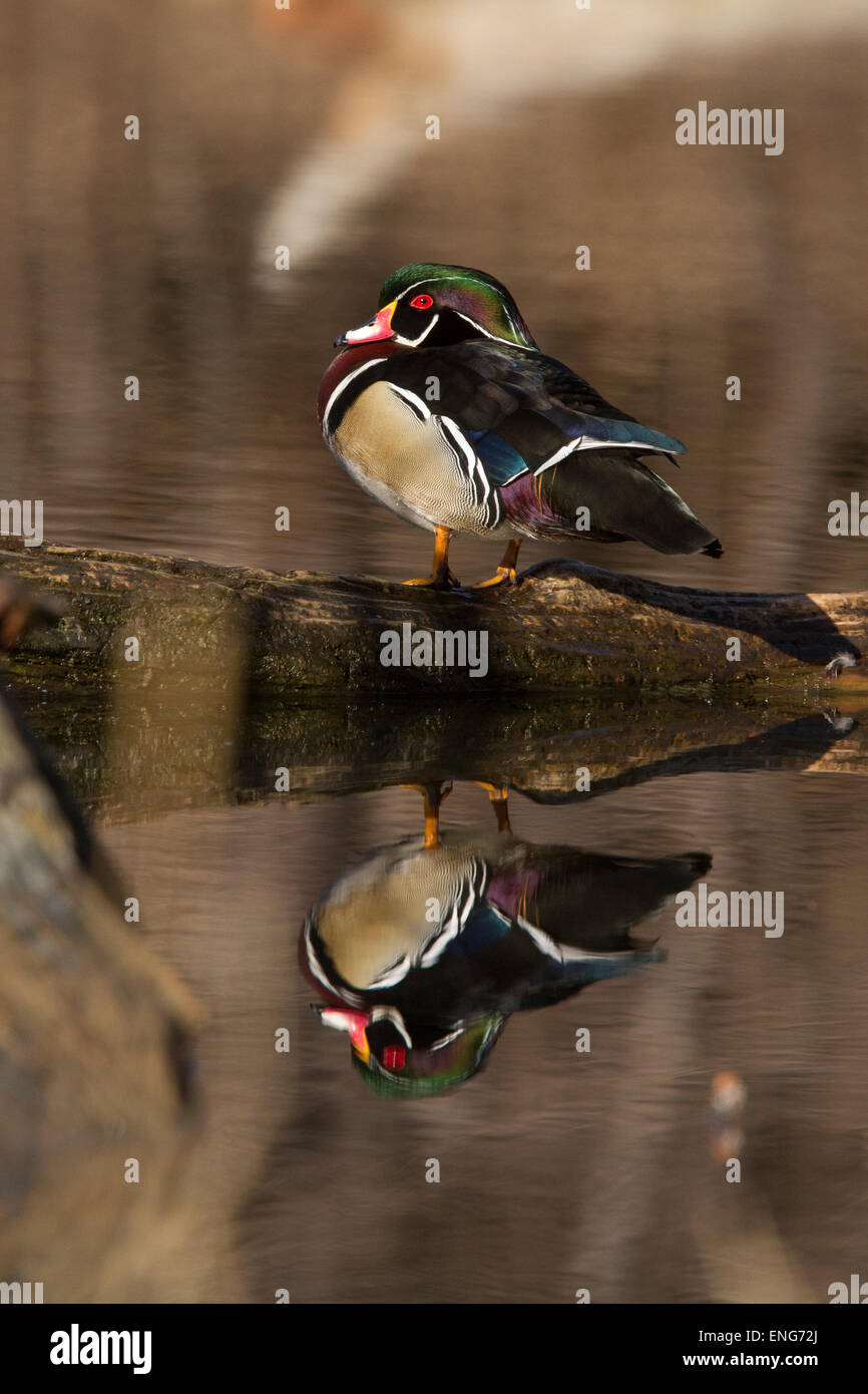 Reflected duck hi-res stock photography and images - Alamy