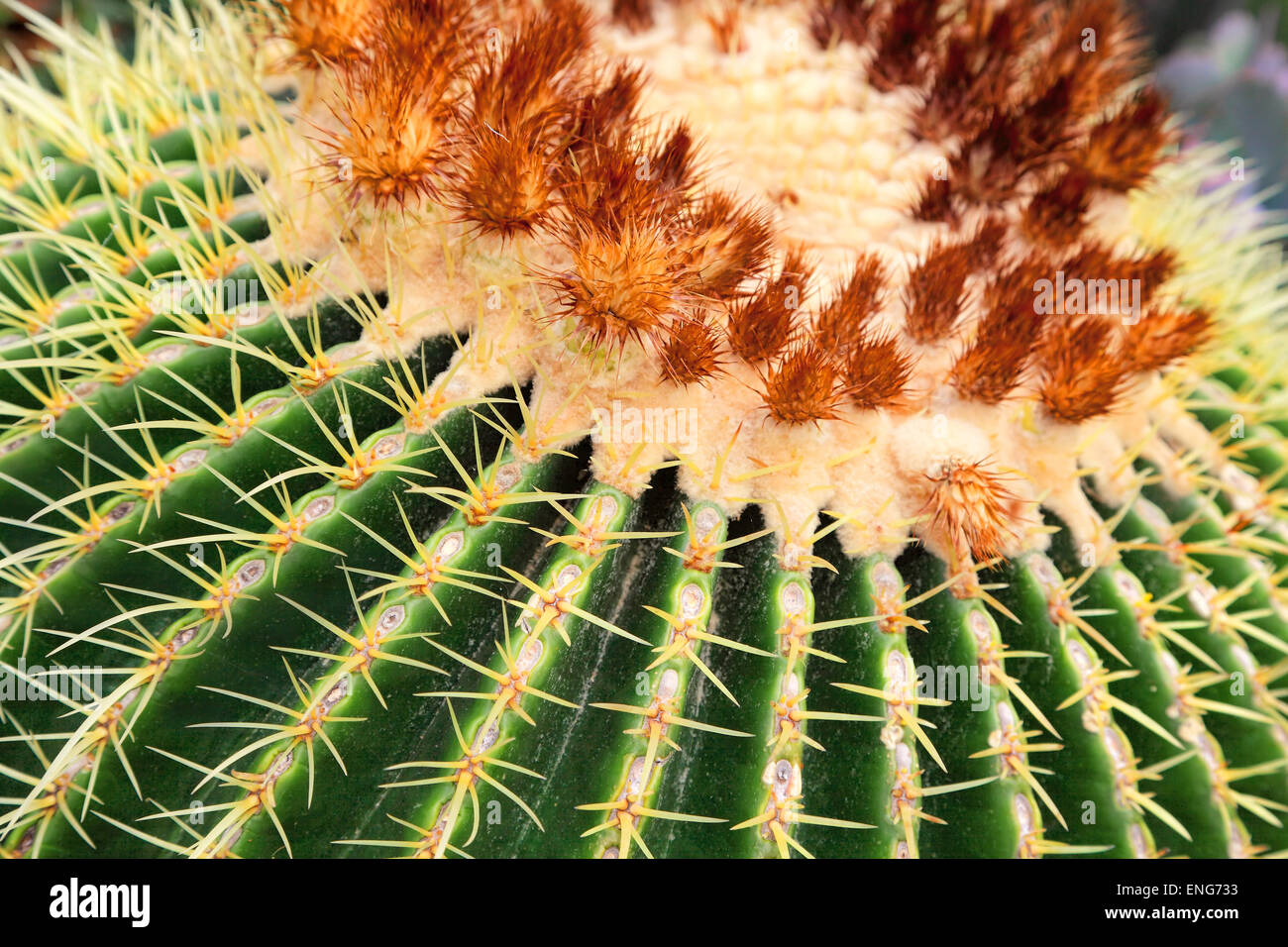 Cactus flower plant hi-res stock photography and images - Alamy