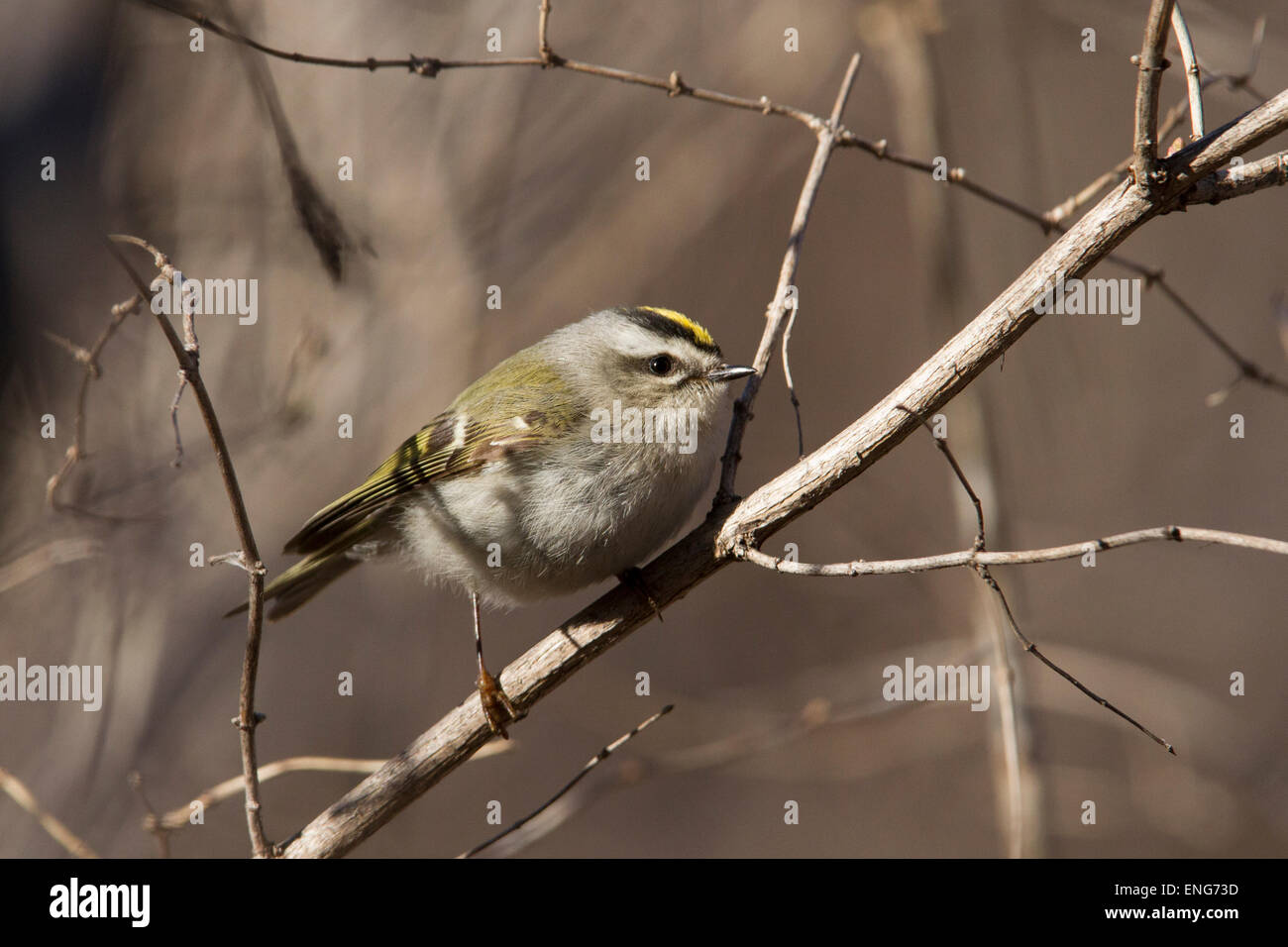 Golden-crowned Kinglet (Regulus satrapa) in spring Stock Photo - Alamy
