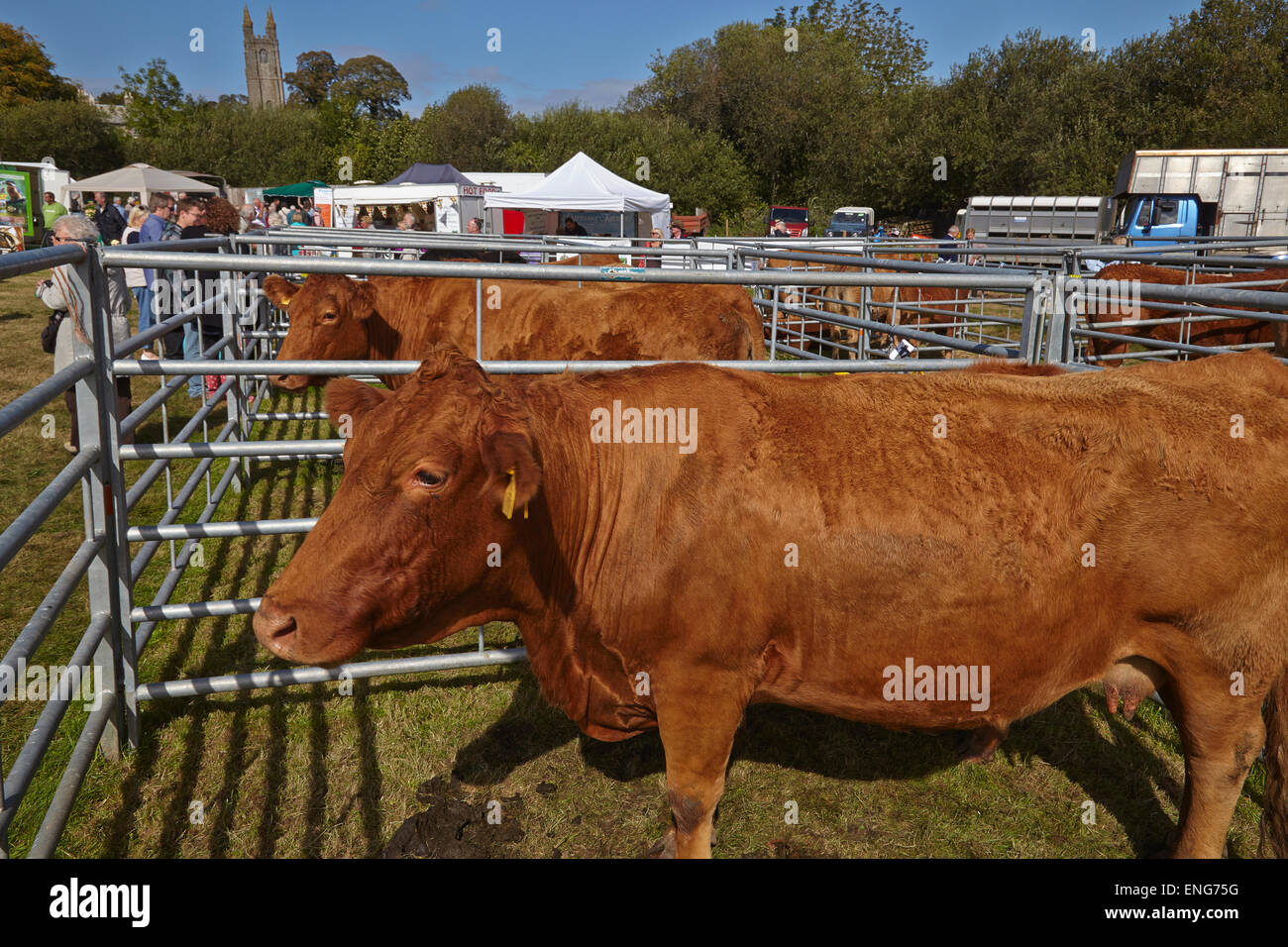Traditional South Devon breed of cows on show at Widecombe Fair ...