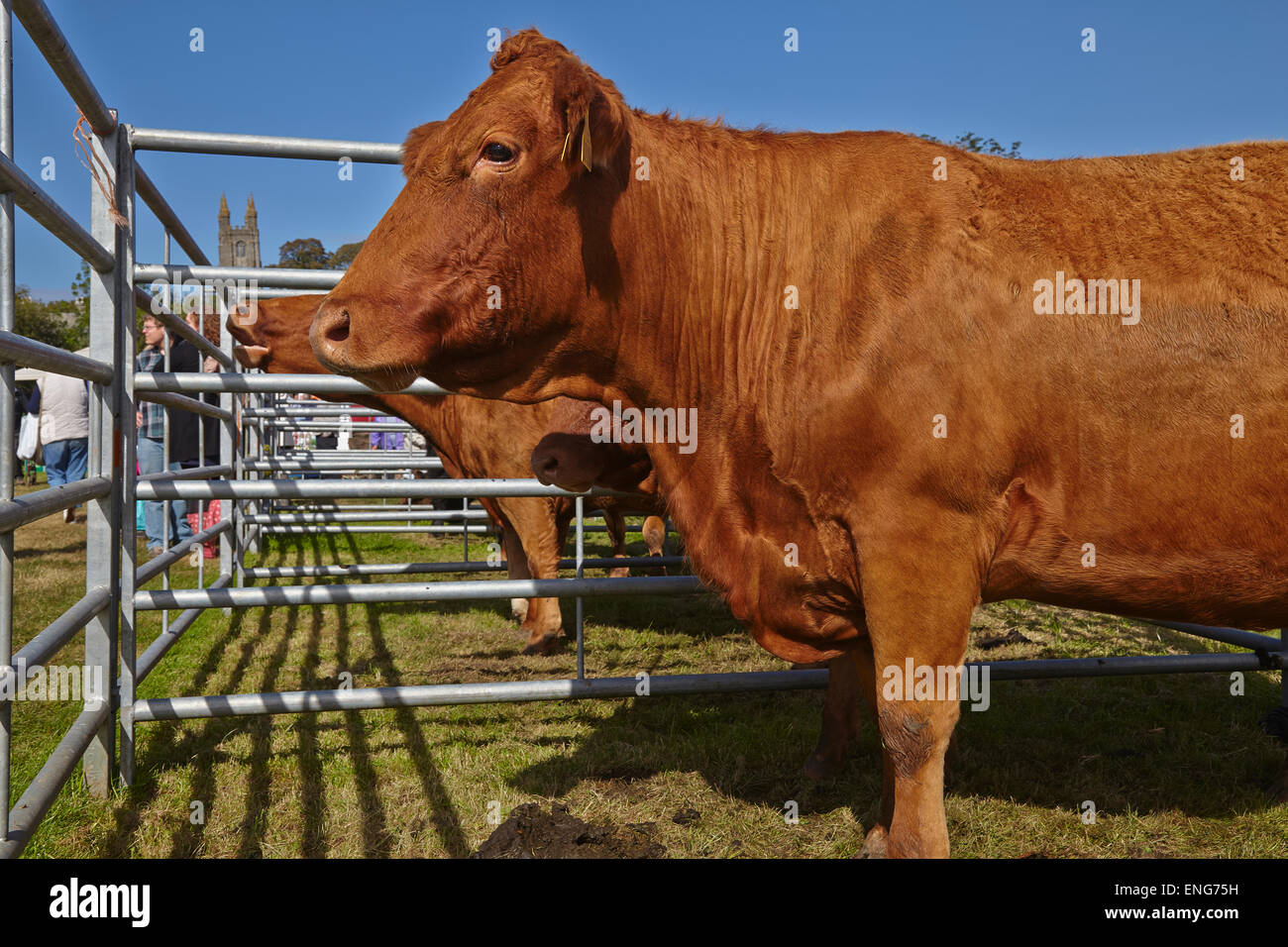 Traditional South Devon breed of cows on show at Widecombe Fair ...