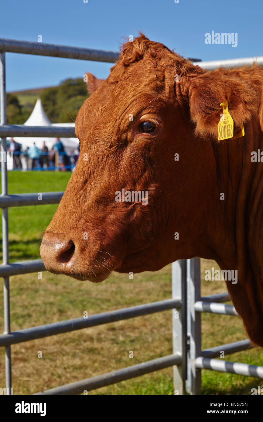 Traditional South Devon breed of cows on show at Widecombe Fair ...