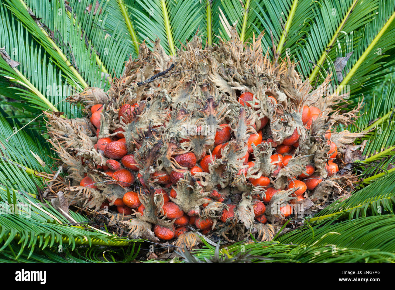 Cycas Revoluta Seeds