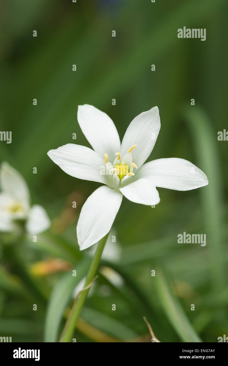 flowering pollen laden anther stamen after rainfall on white flower ...