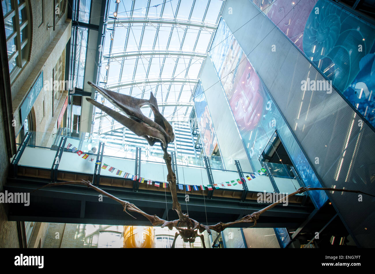 World Museum, Liverpool, Merseyside, dinosaur, art, culture, capital of ...
