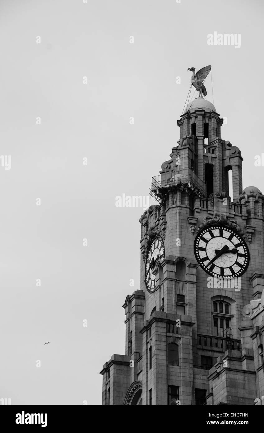 Liver Birds, Liver Building, Liverpool, Merseyside, River Mersey Stock ...