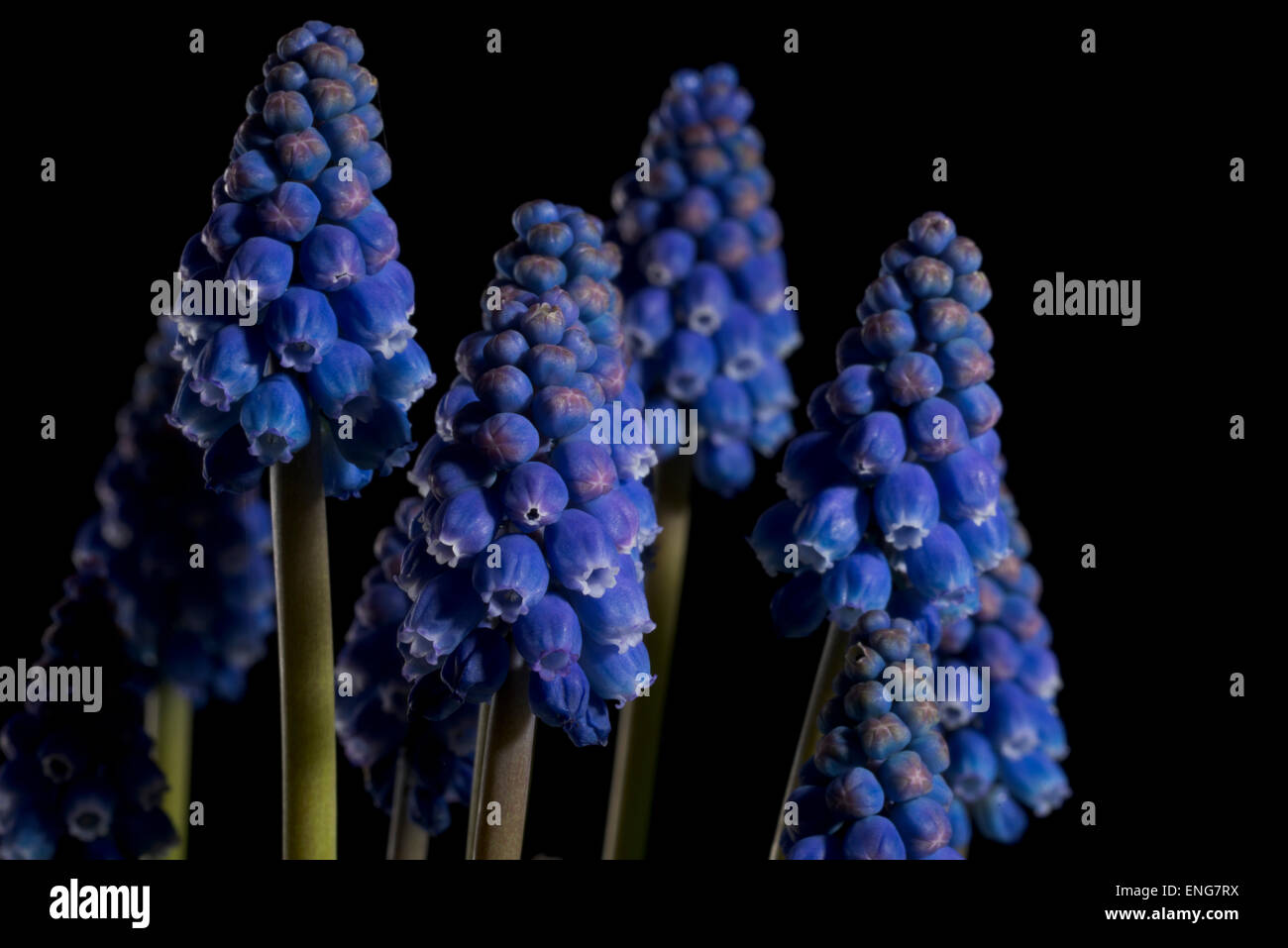 Grape Hyacinth flowers. Blue urn shaped flowers that resemble miniature ...