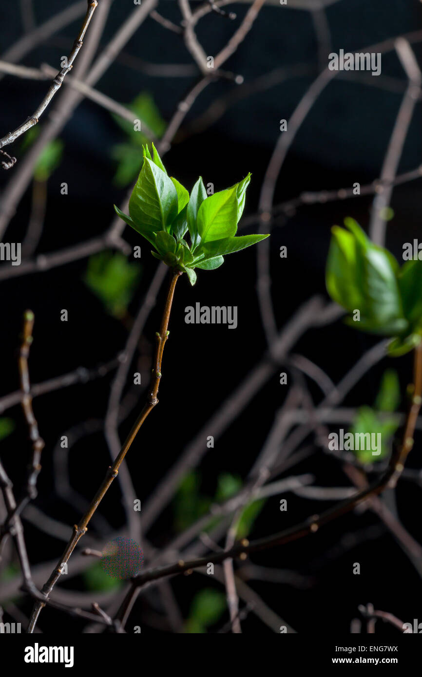 Sping green leaf hi-res stock photography and images - Alamy