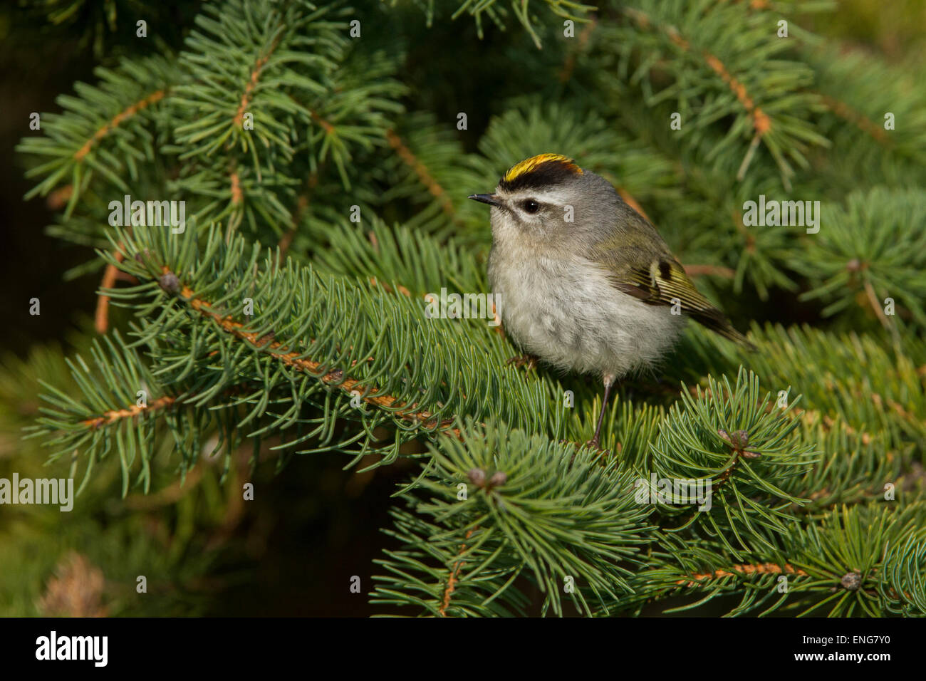 Golden-crowned Kinglet (Regulus satrapa) in spring Stock Photo - Alamy