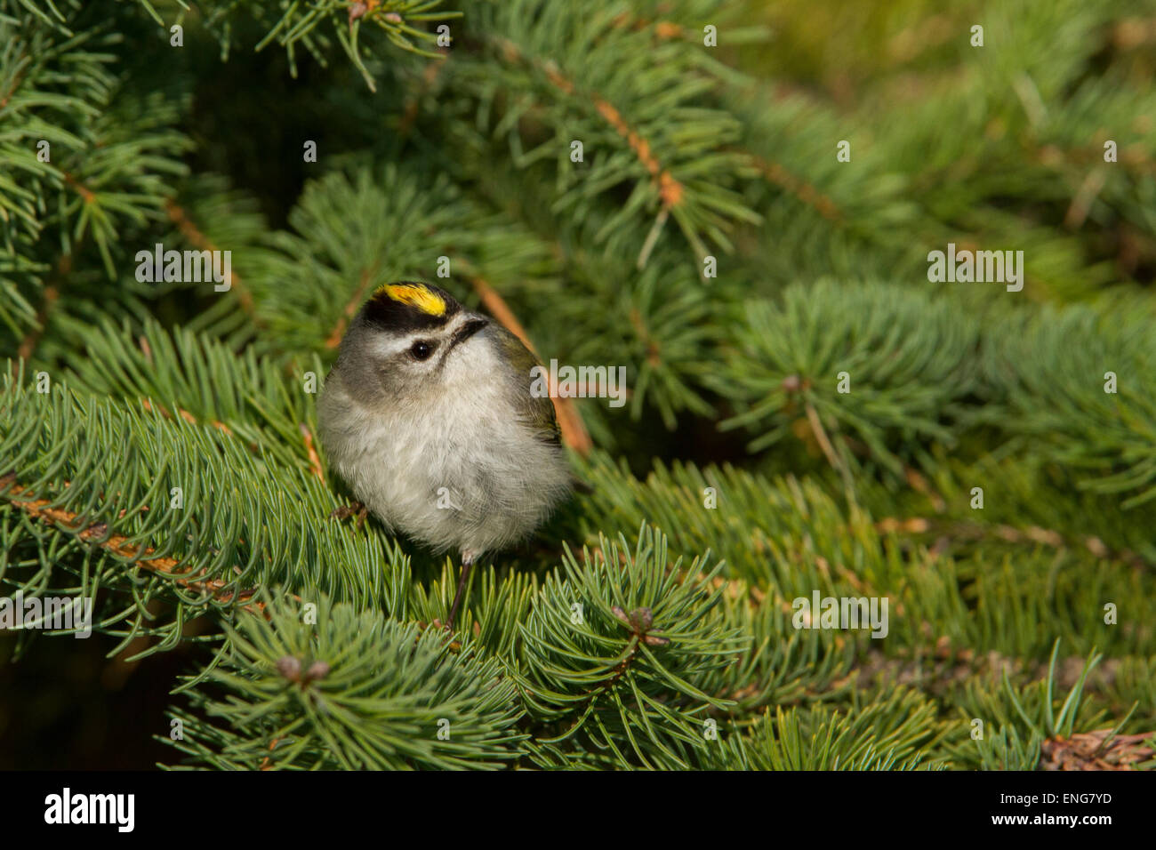 Golden-crowned Kinglet (Regulus satrapa) in spring Stock Photo - Alamy