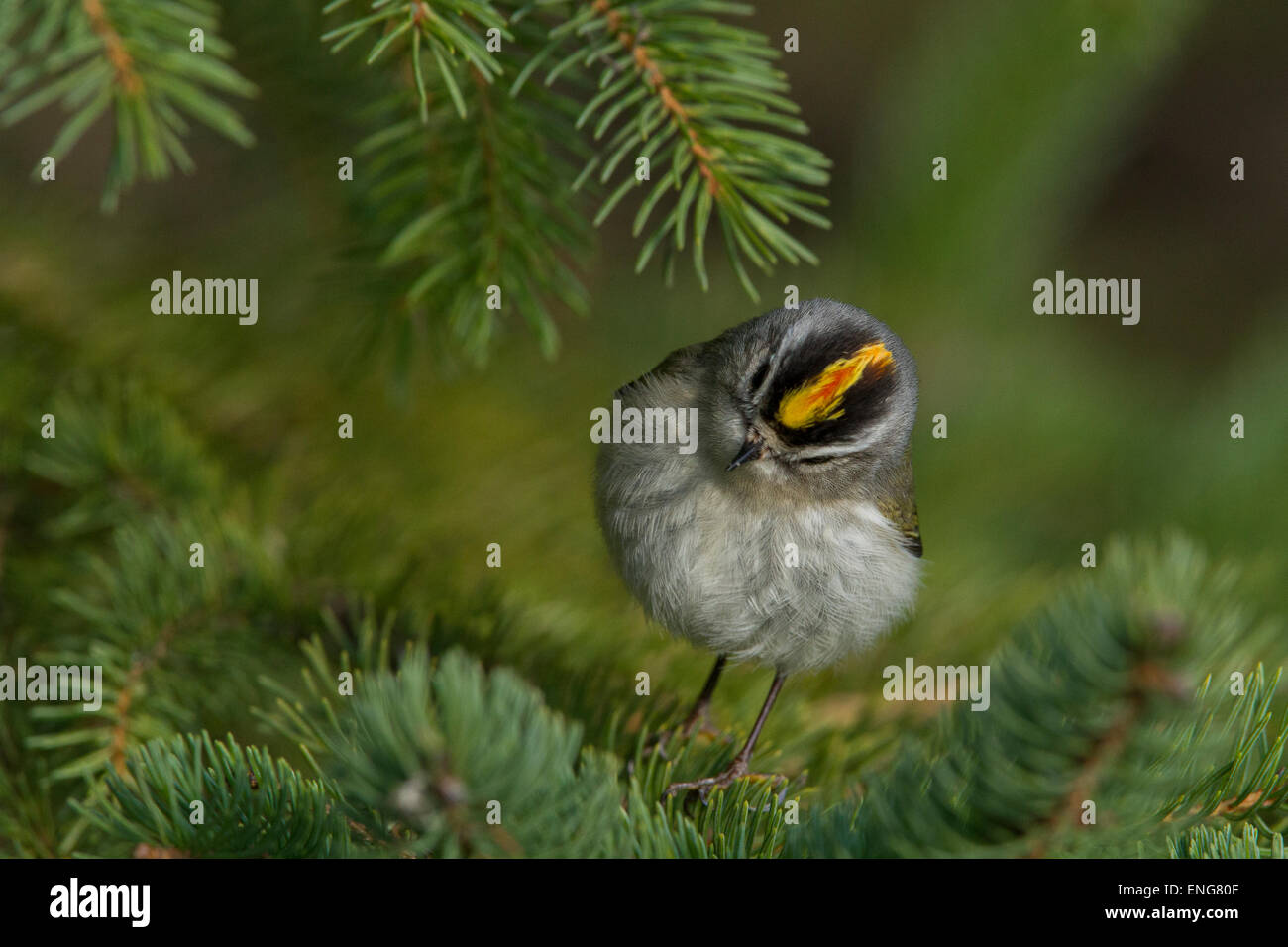 Golden-crowned Kinglet (Regulus satrapa) in spring Stock Photo - Alamy