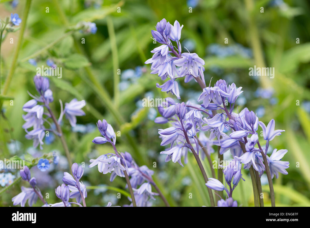 Invading foreign species Spanish Bluebell slowly displacing British ...