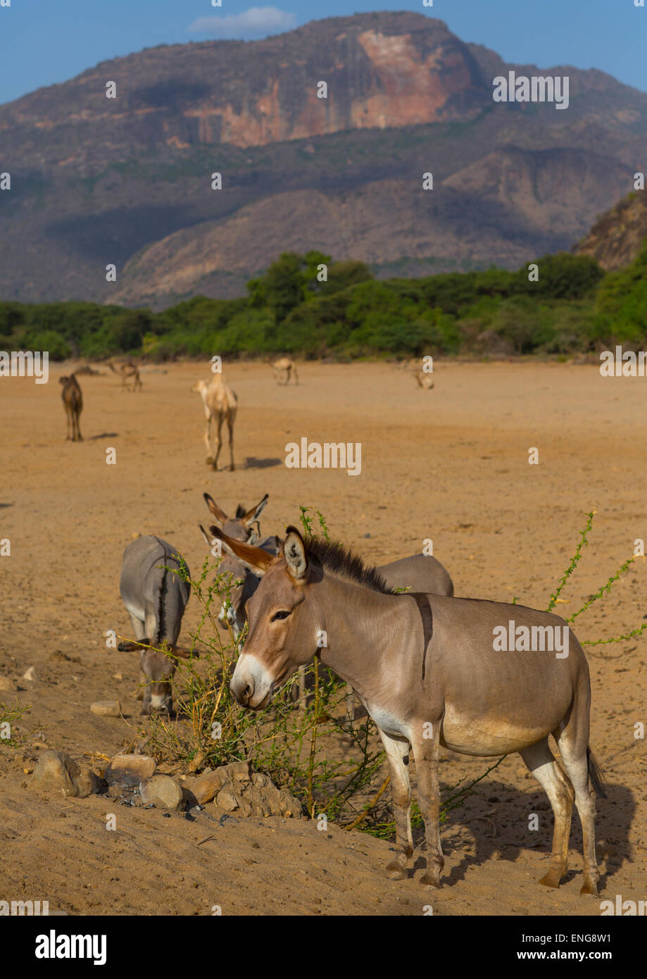 Ndoto mountain hi-res stock photography and images - Alamy