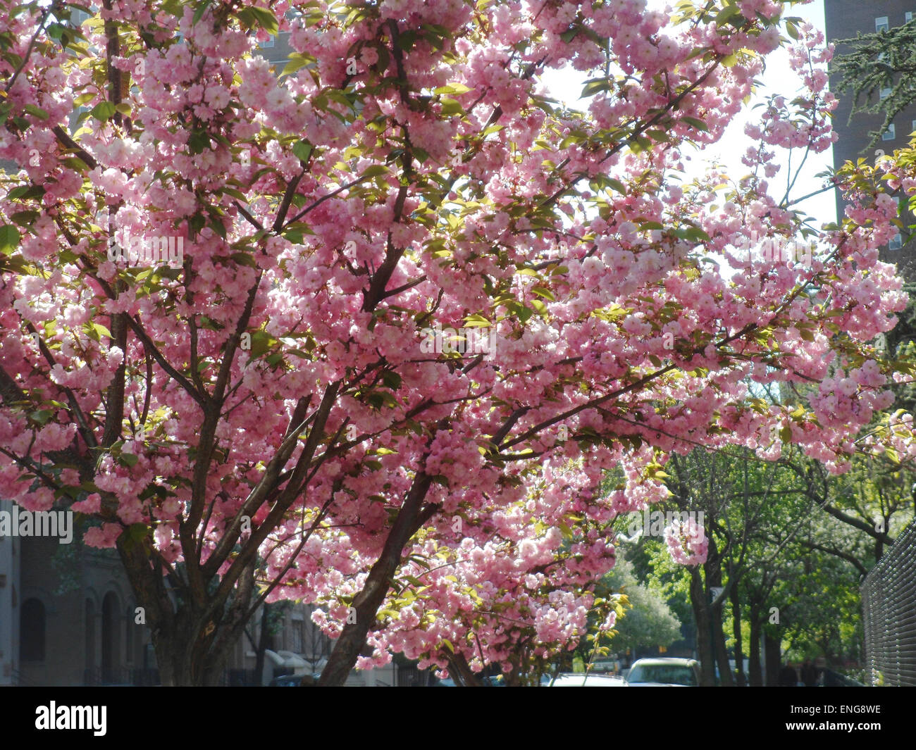 A cherry tree in bloom heralds the arrival of warm weather in the New ...