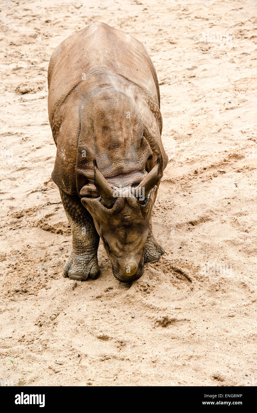 Young Indian one-horned rhinoceros (6 months old Stock Photo - Alamy