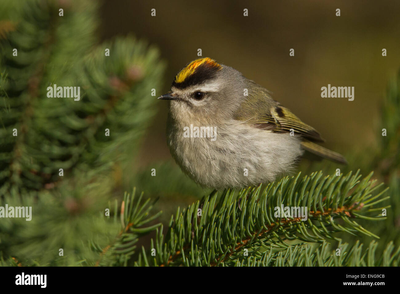 Golden-crowned Kinglet (Regulus satrapa) in spring Stock Photo - Alamy