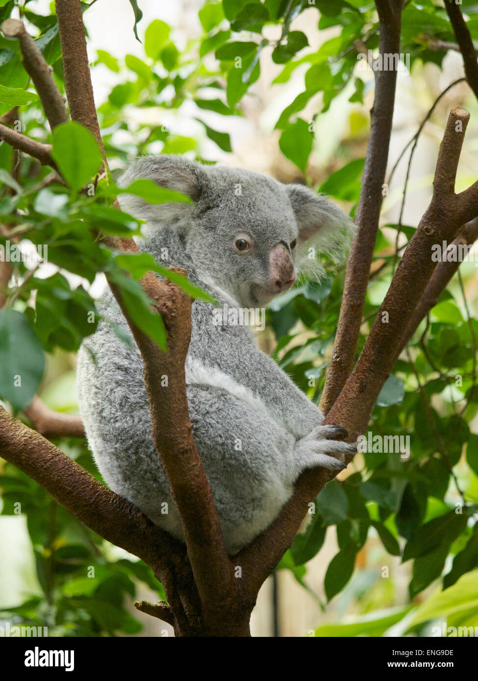 Old koala in the Duisburg Zoo, Germany. There only are about 140 koalas ...