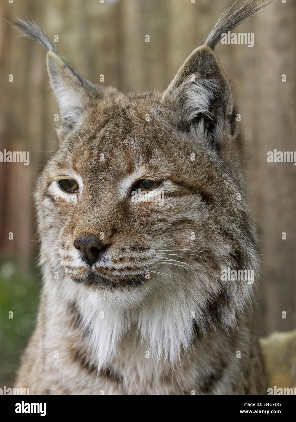Lynx ears hi-res stock photography and images - Alamy