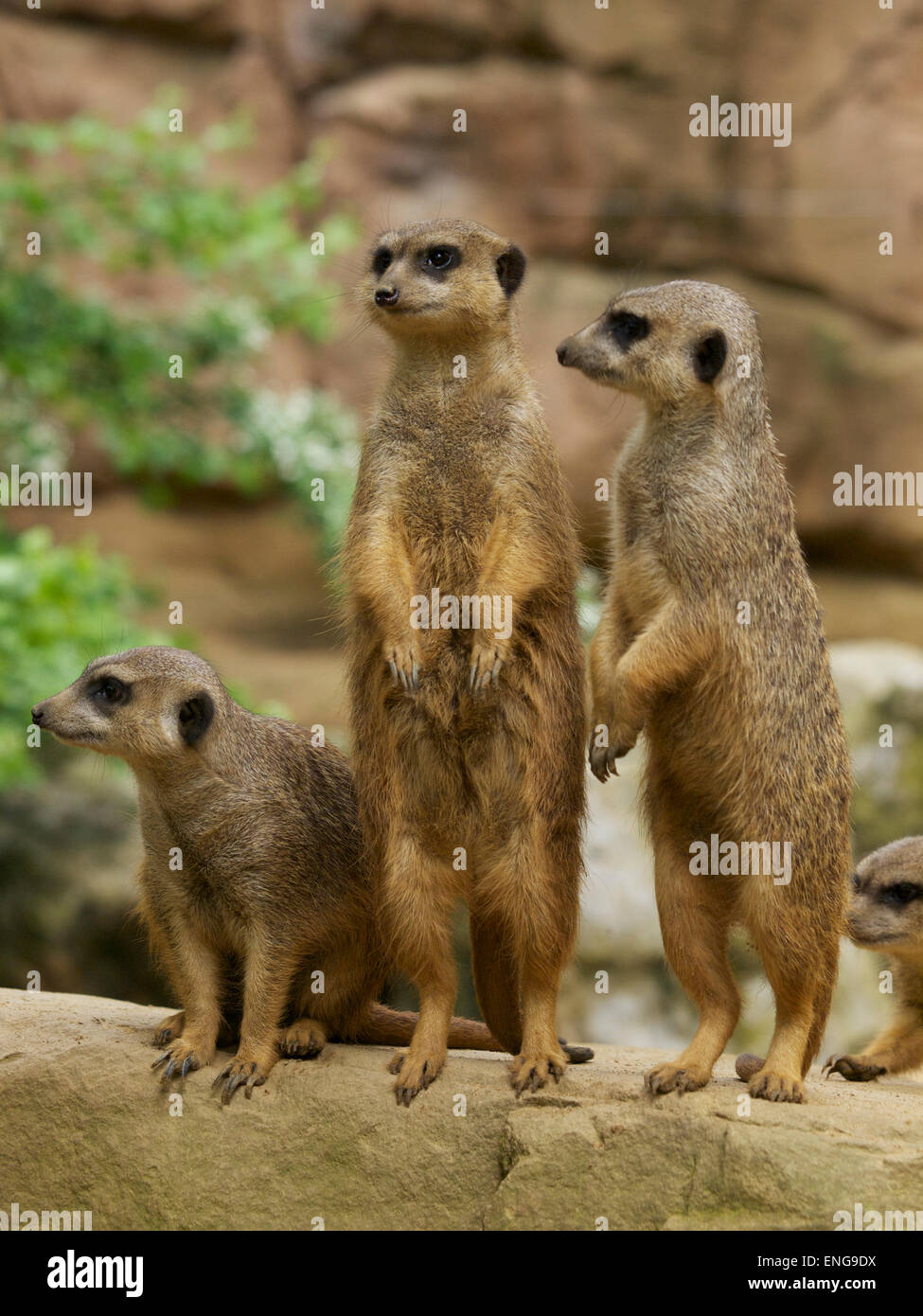 Meerkat (Suricata suricatta) mob gang clan in the Duisburg Zoo with ...