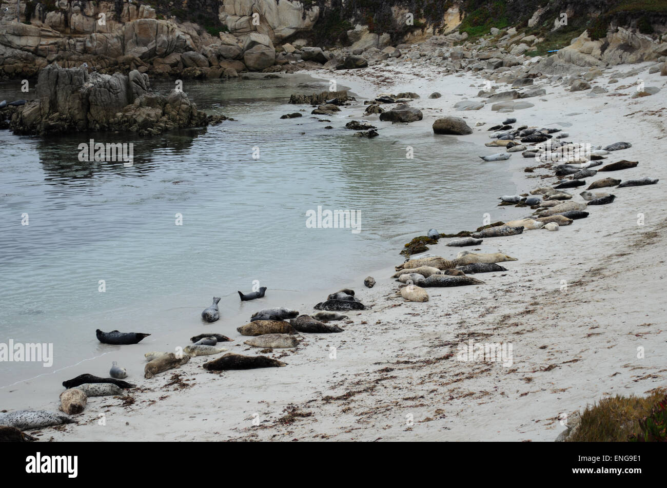 Harbor Seal colony resting on a beach in Monterey, California, USA ...