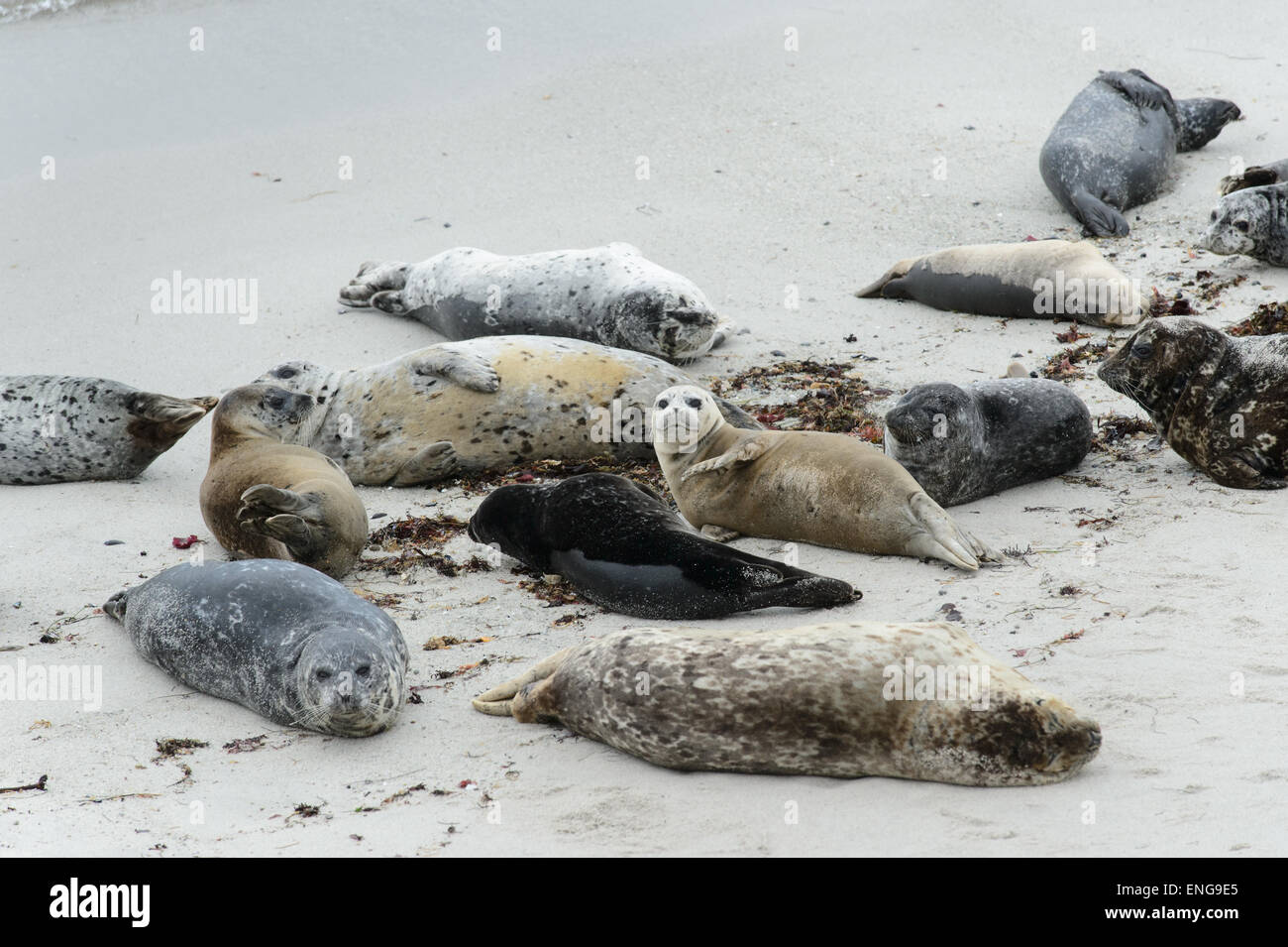Harbor Seal colony resting on a beach in Monterey, California, USA ...