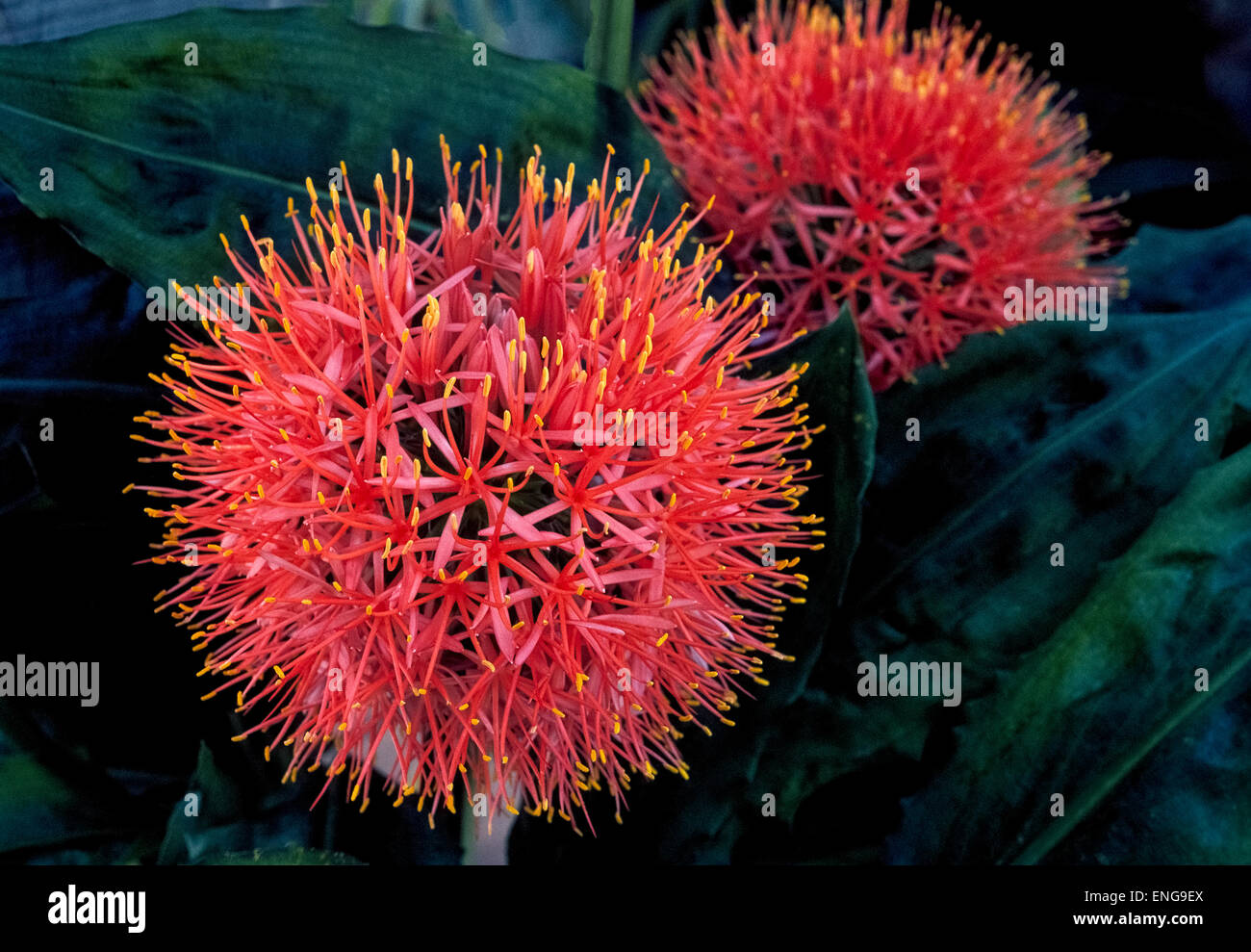 South African Flowers List