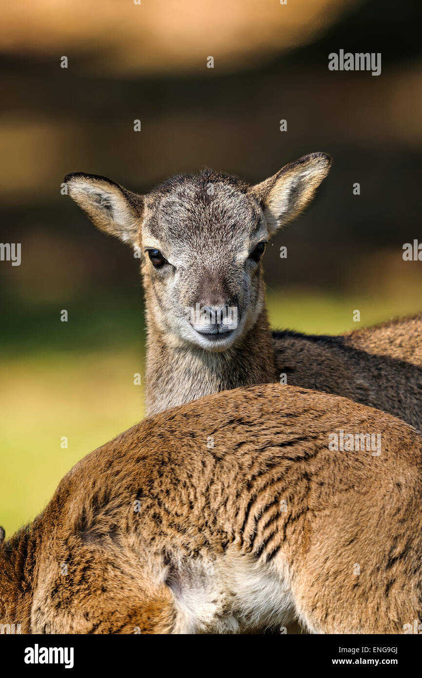 Mouflon baby hi-res stock photography and images - Alamy